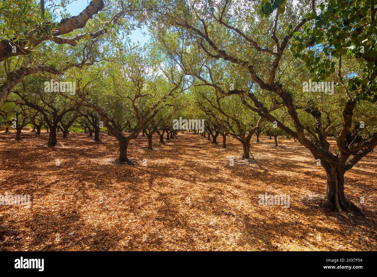 Beautiful ancient olive trees on the island Zakynthos, Greece Stock ...