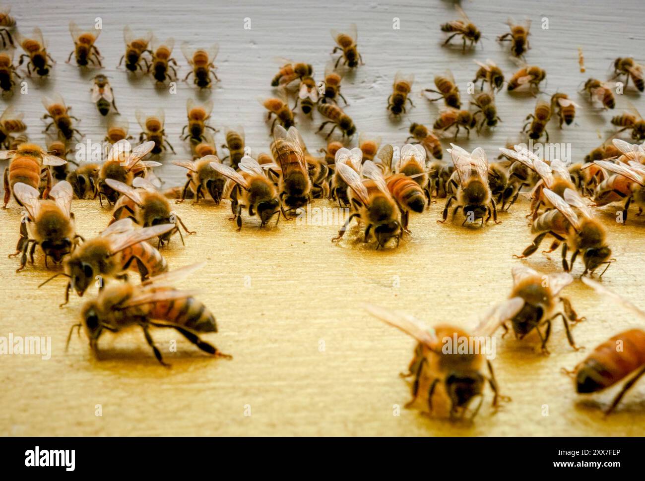 Andrew Cote is beekeeper on one of Manhattans highly prized addresses ...