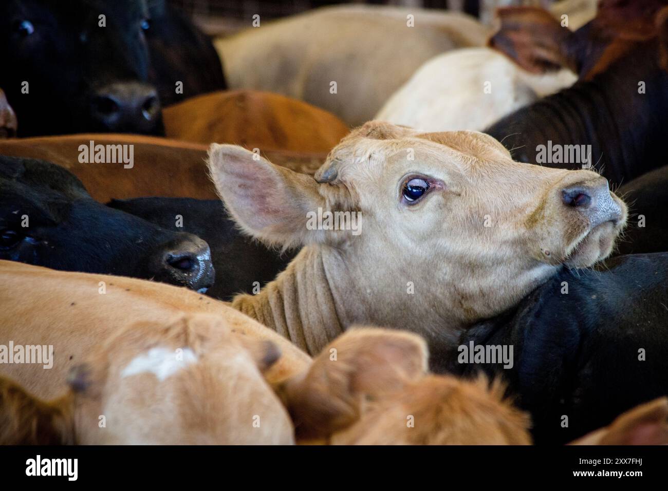National Stockyard i Oklahoma City er verdens største kvegbørs Stock ...