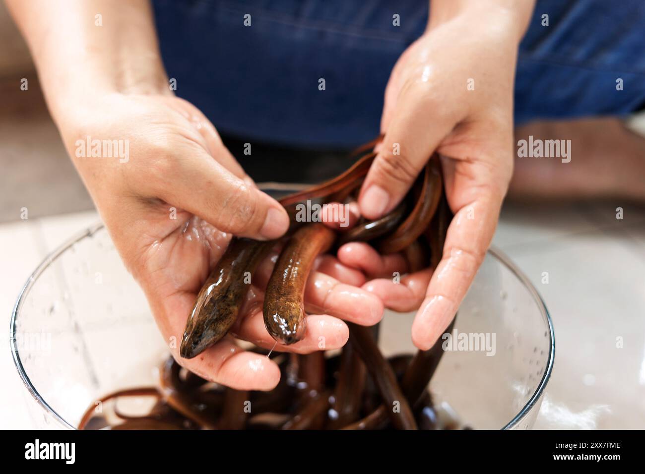 Woman Hand Holding Belut Eels in a Bowl Stock Photo - Alamy