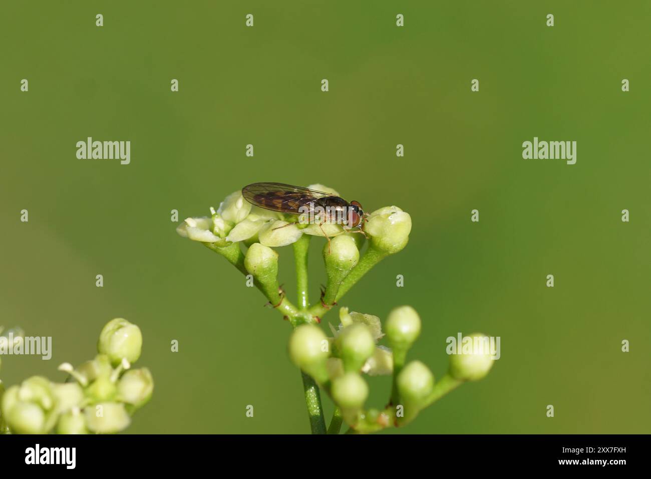 Closeup female hoverfly Melanostoma scalare, family Syrphidae on ...