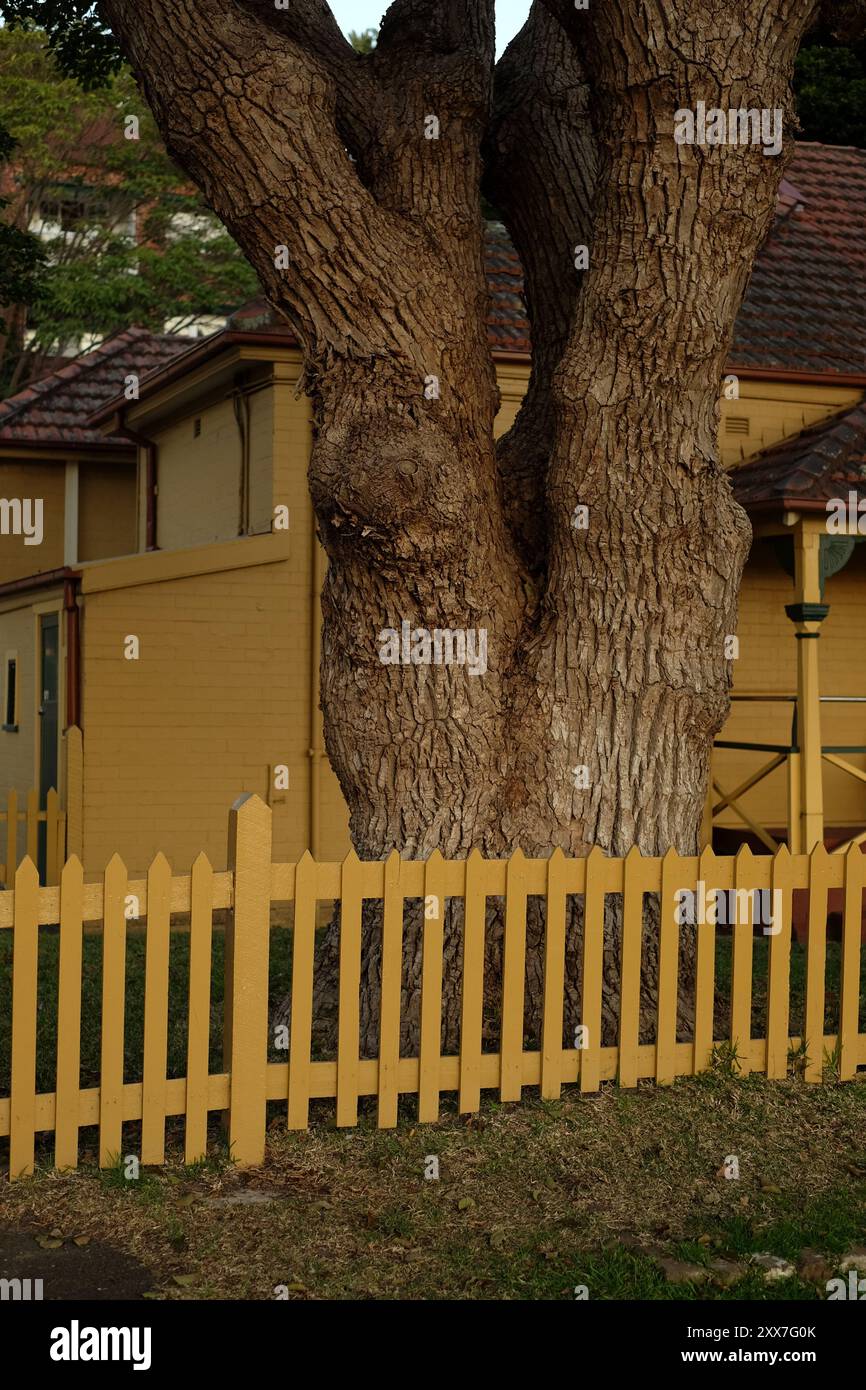 Camphor laurel australia hi-res stock photography and images - Alamy