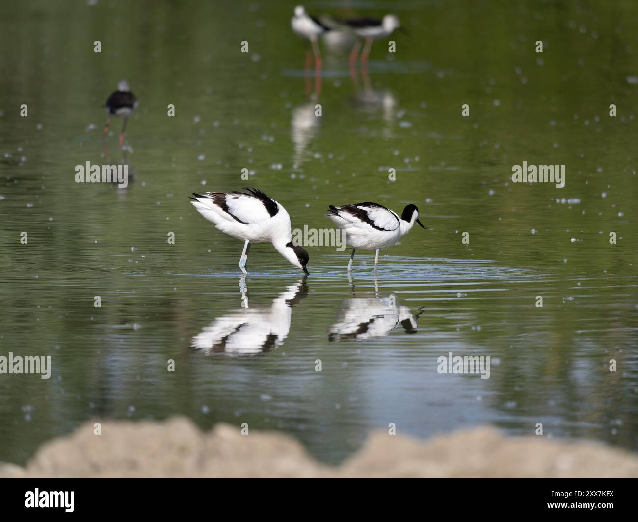 The Pied Avocet, a large Black and White Wader in the Avocet and Stilt ...
