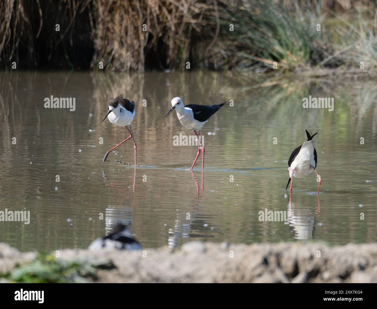 Black-winged Stilts, very long-legged wader in the Avocet and Stilt ...