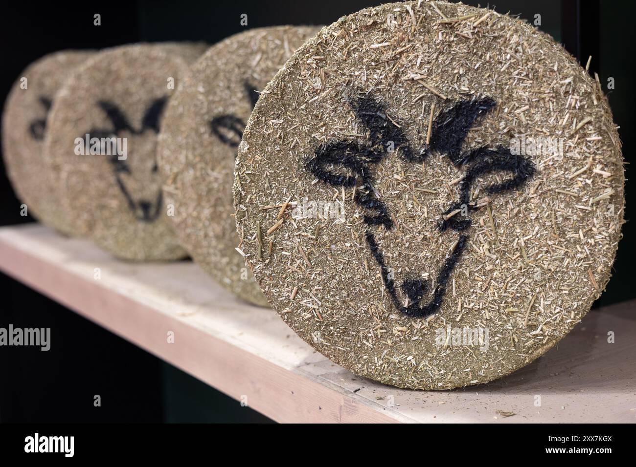 Four Shapes of Italian Cheese with sheep Face Overlays Stock Photo - Alamy