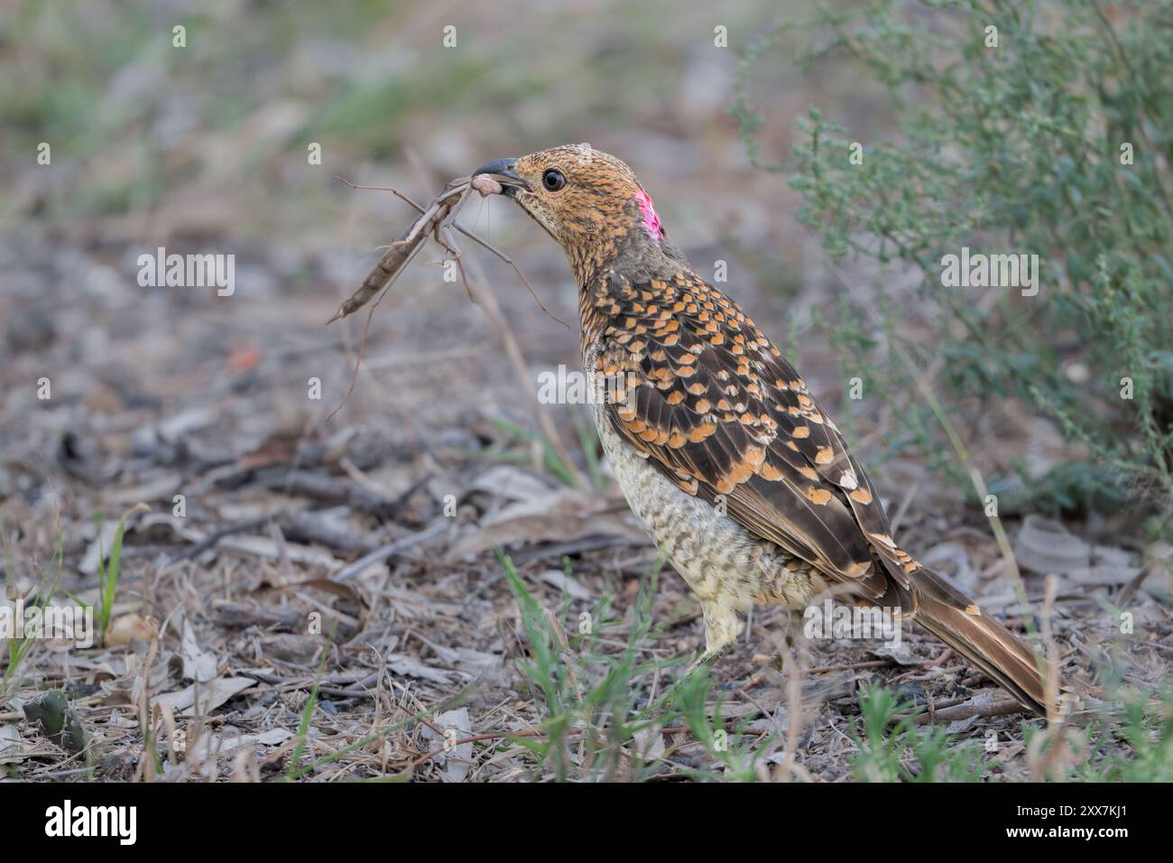 A predatory, single male Western bowerbird stands side-on in the short ...