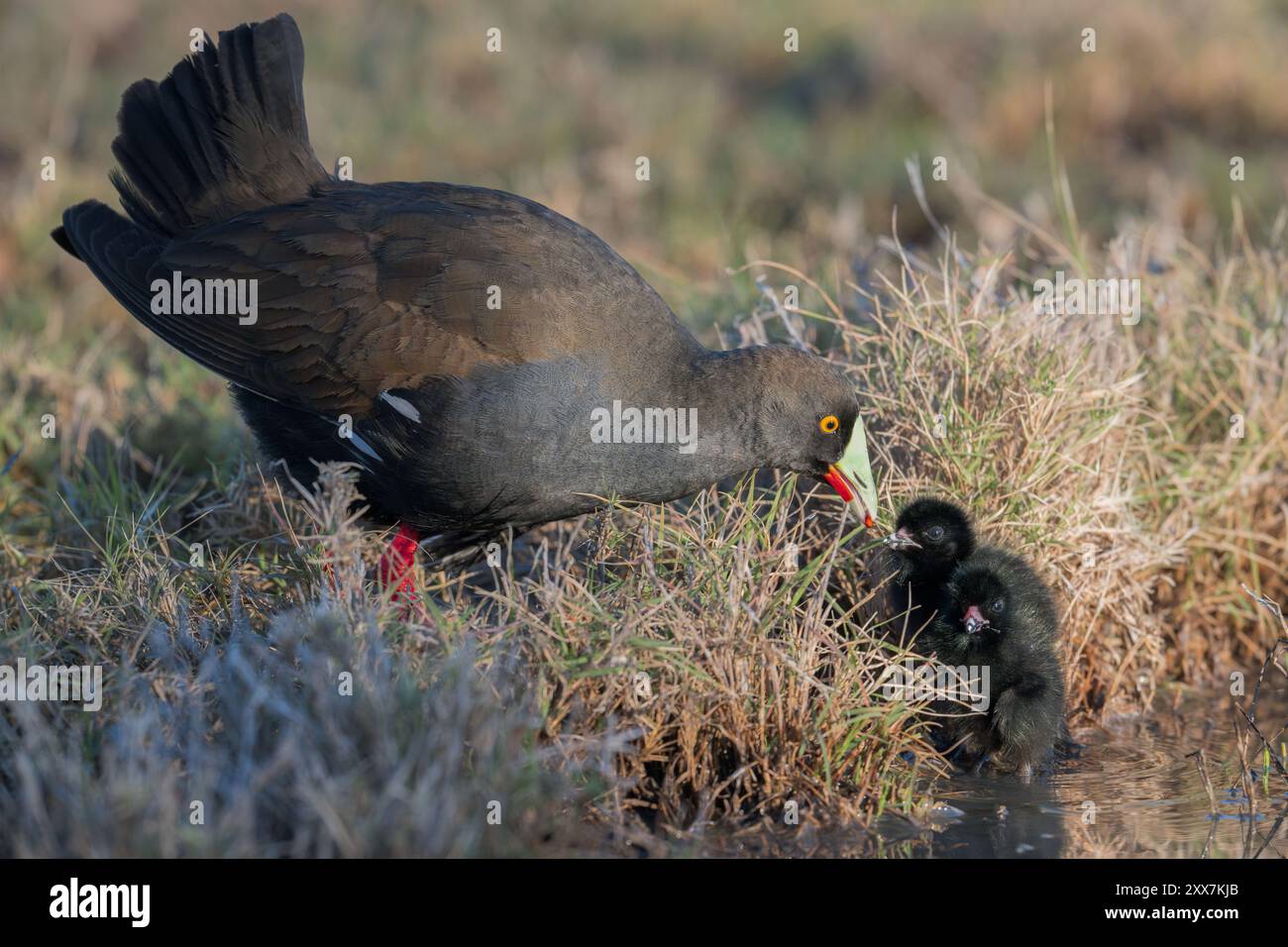 Chicken like native bird hi-res stock photography and images - Alamy