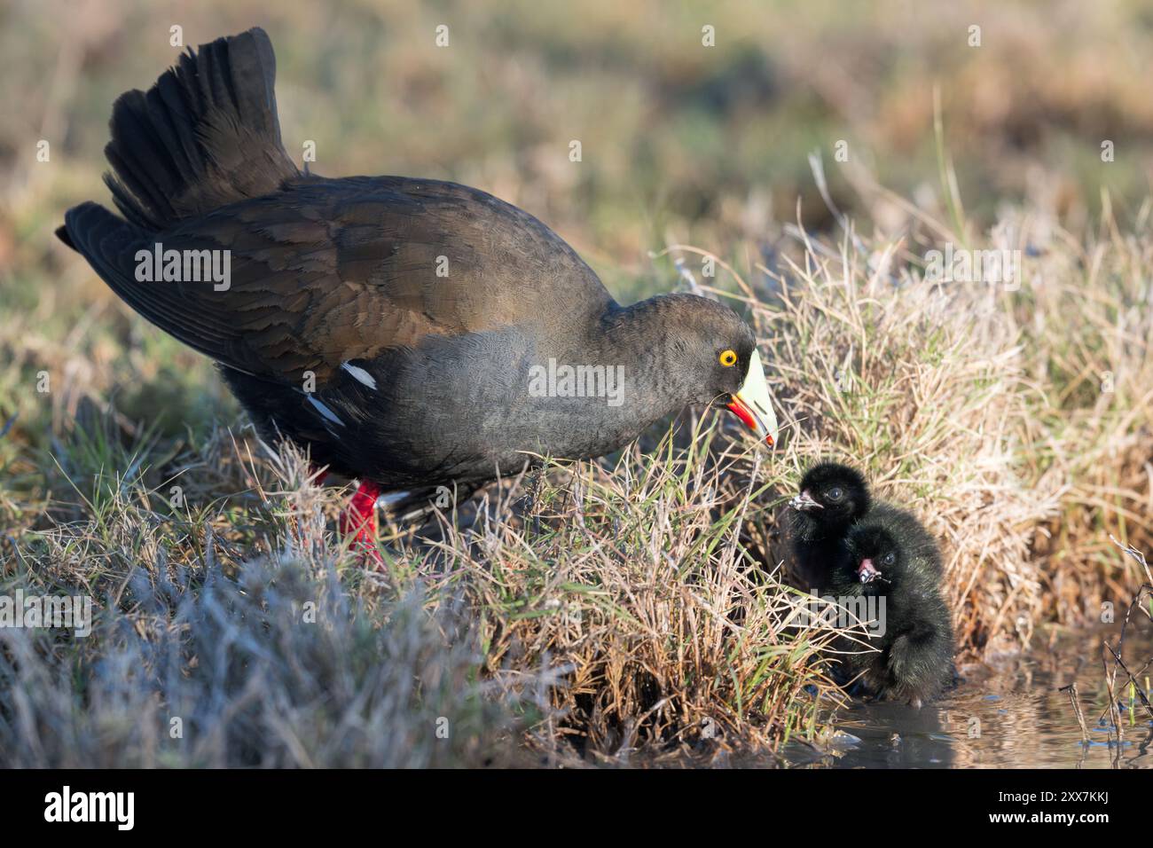 A Black-tailed nativehen parent feeding a pair hatchlings in the light ...