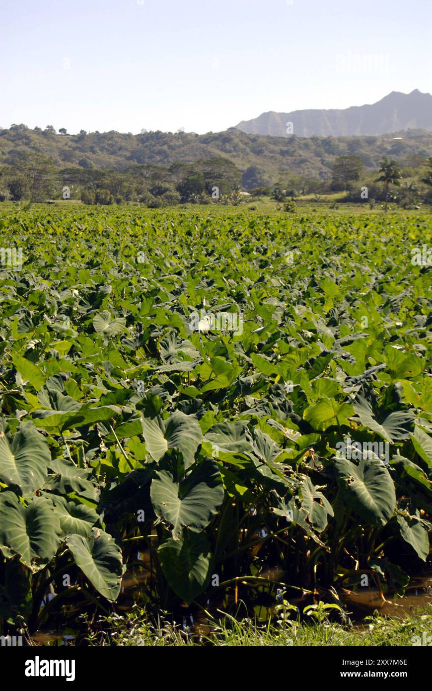 Tarofelder hi-res stock photography and images - Alamy