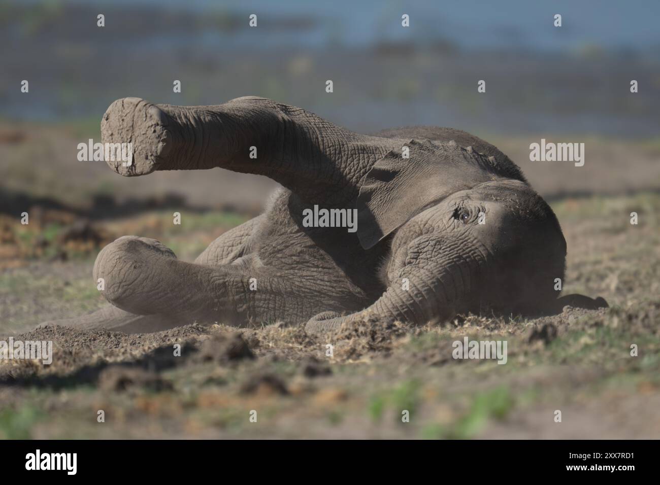 Baby elephant lies on riverbank lifting leg Stock Photo - Alamy