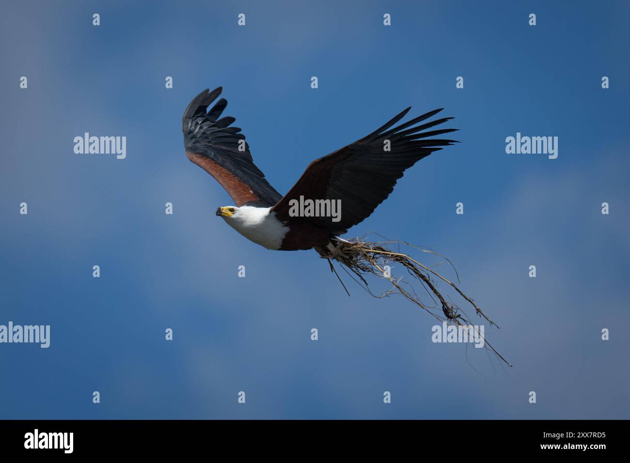 African fish eagle flying with nesting material Stock Photo - Alamy