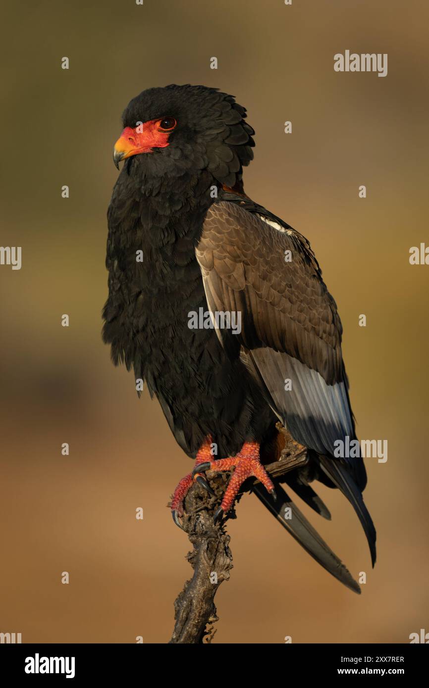 Bateleur on dead branch during golden hour Stock Photo - Alamy