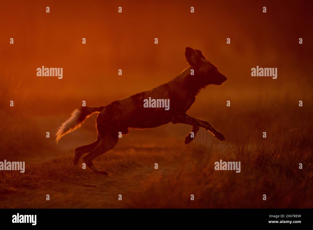 African wild dog jumps road at sunrise Stock Photo - Alamy