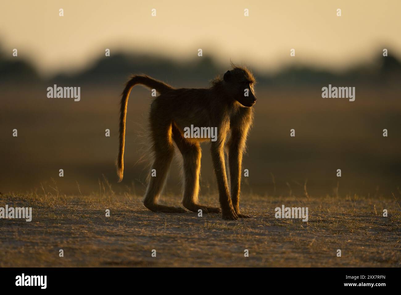 Baboon stands hi-res stock photography and images - Alamy