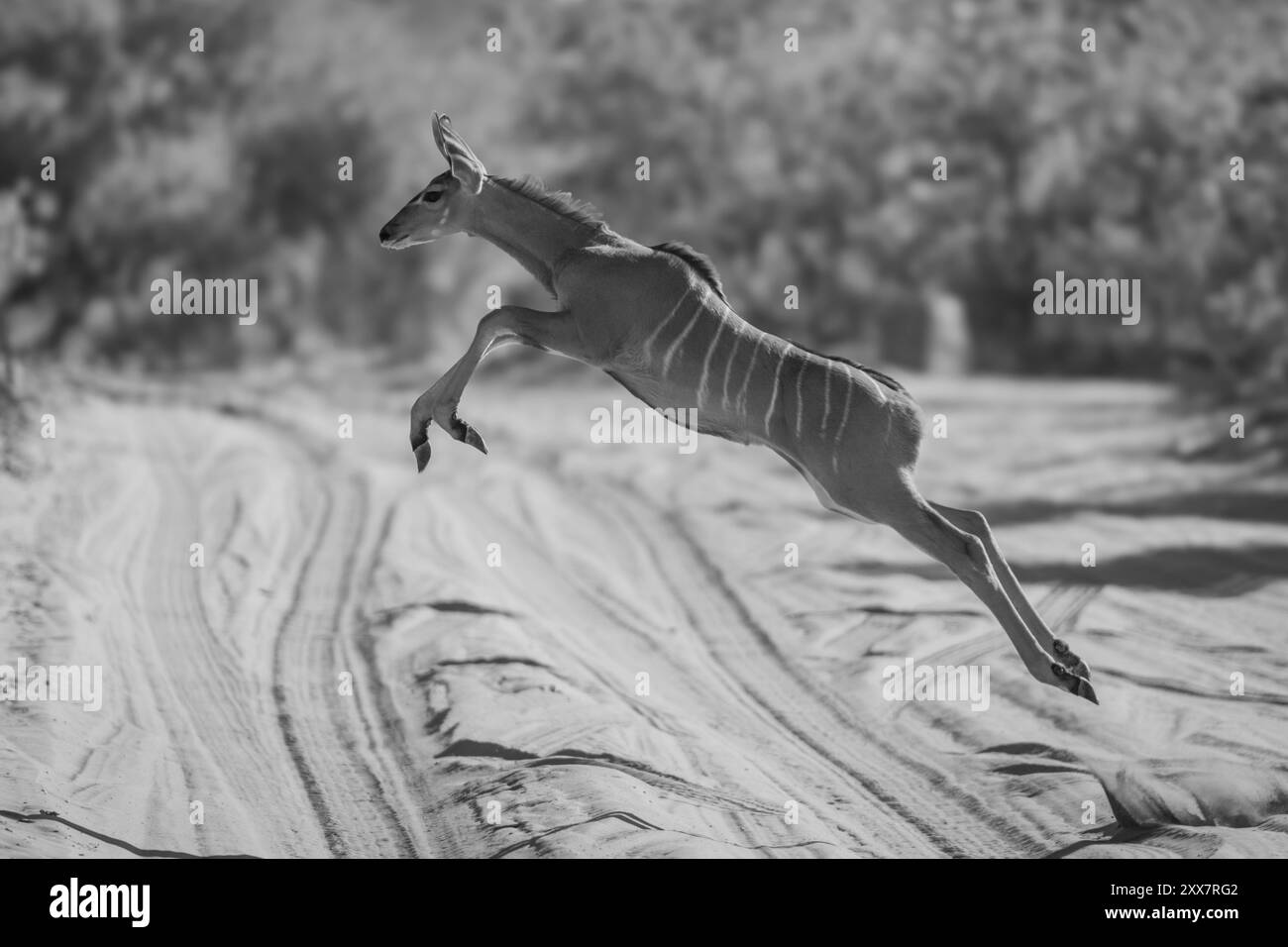 Mono young greater kudu jumps over track Stock Photo - Alamy