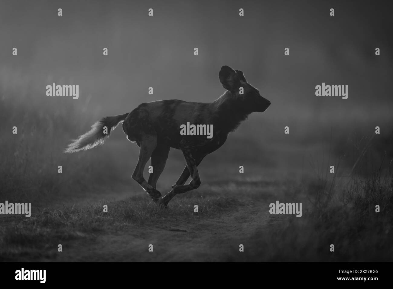 Mono African wild dog crossing dawn track Stock Photo - Alamy