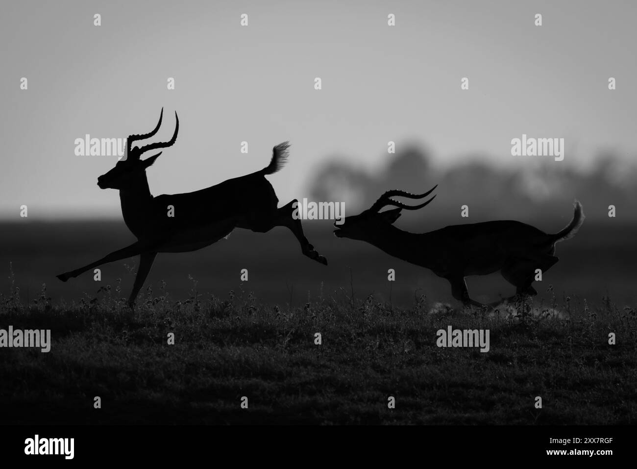 Mono male impala chases another in silhouette Stock Photo - Alamy
