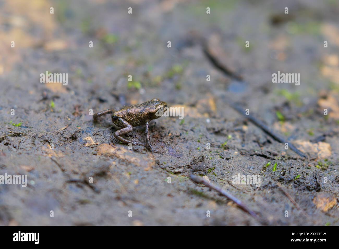 Tiny Toads on a forest floor, County Durham, England, UK Stock Photo ...