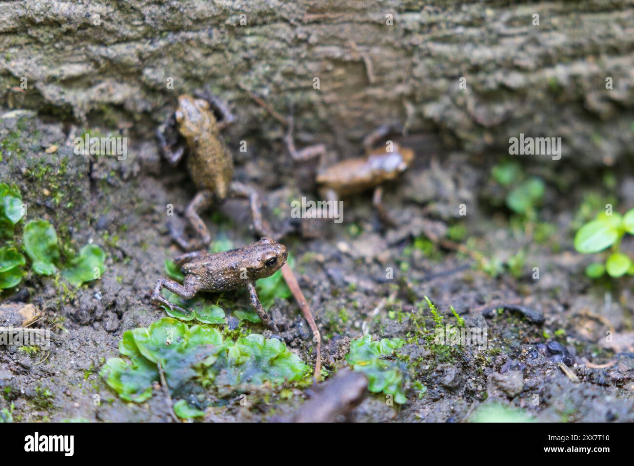 Tiny Toads on a forest floor, County Durham, England, UK Stock Photo ...