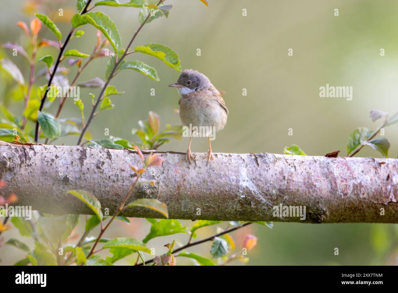 Whitethroat Bird sat on a tree branch on a summer morning. County ...