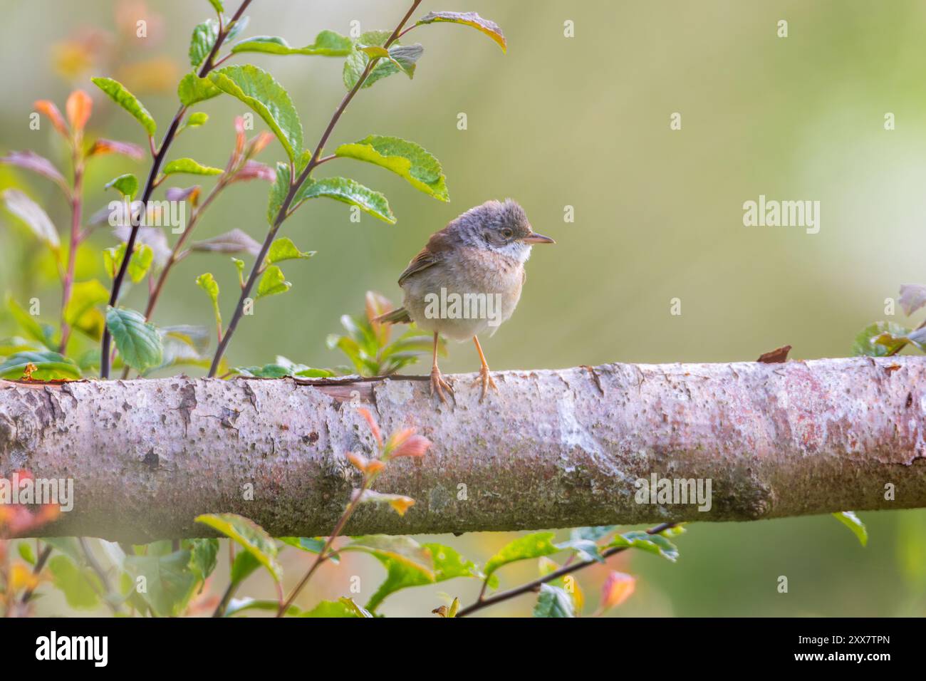 Whitethroat Bird sat on a tree branch on a summer morning. County ...