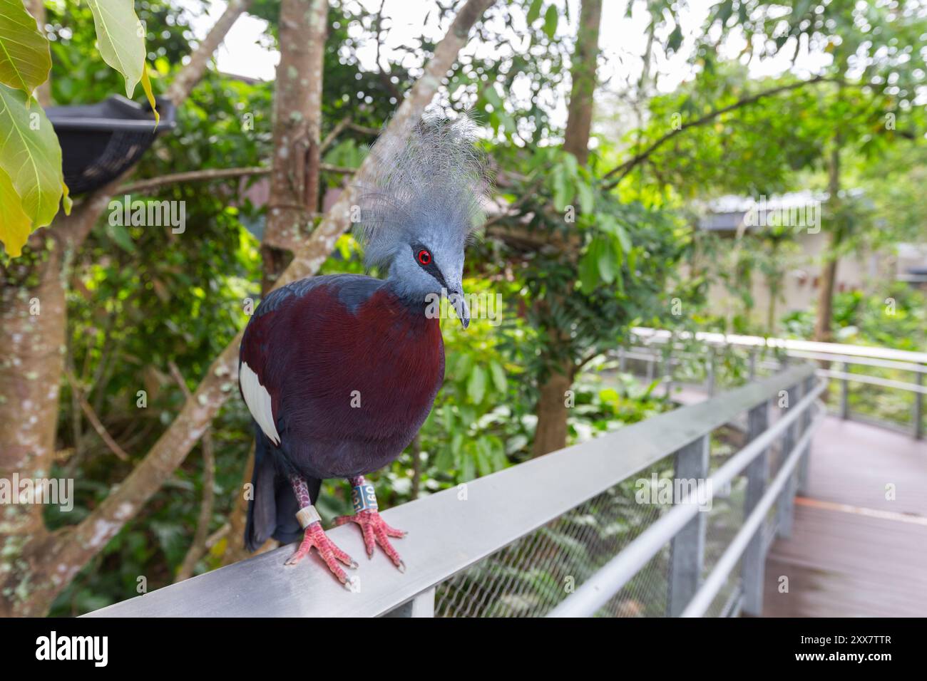 Sclater Crowned pigeon relaxing on a ledge at Bird Paradise, Singapore ...