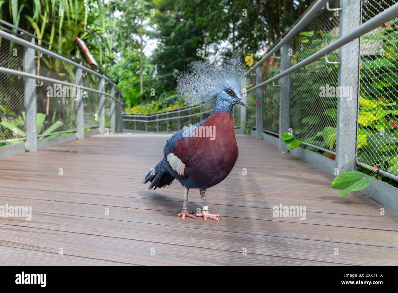 Low angle view of Sclater Crowned pigeon on the walkway at Bird ...