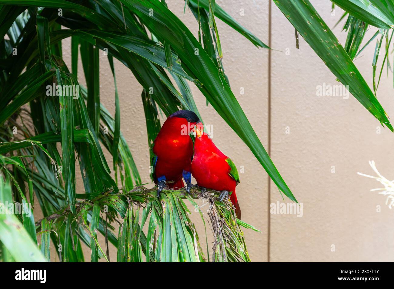 Sweet scene of Purple-Lory kissing another parrot. Standing on the tree ...
