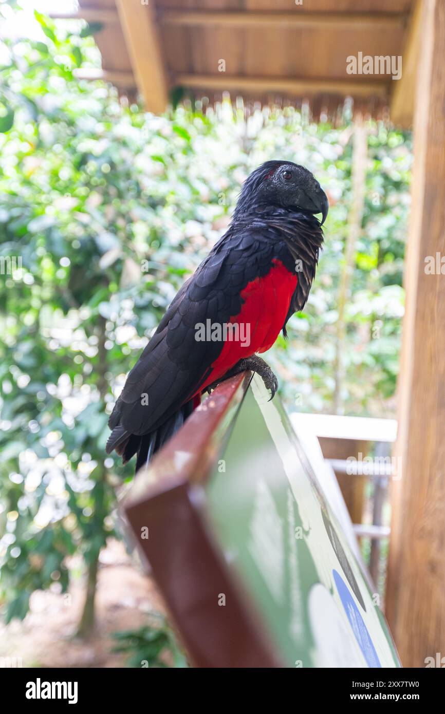 A male Pesquet's parrot, a unique vulture-like appearance is relaxing ...