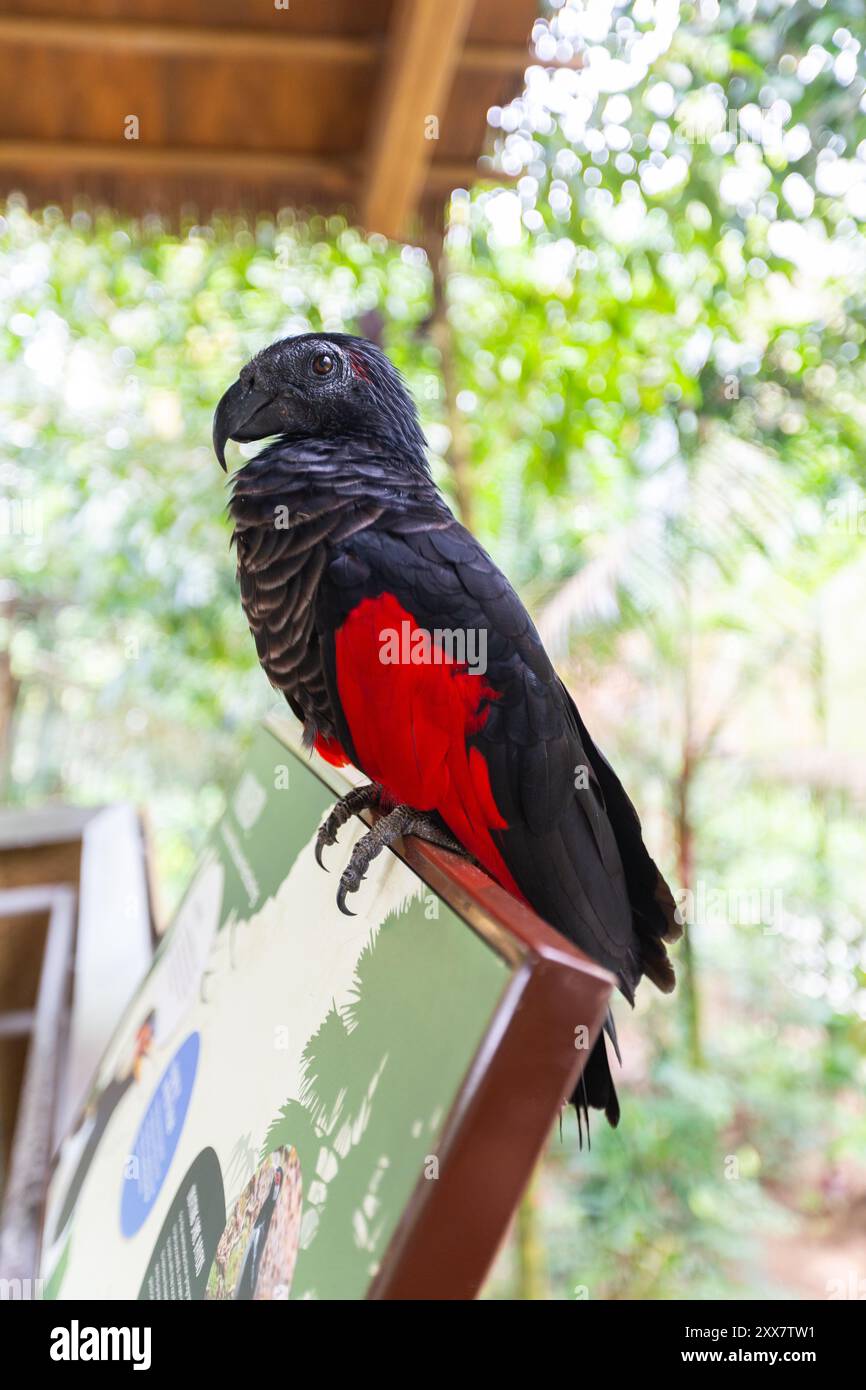 A male Pesquet parrot, a unique vulture-like appearance is relaxing on ...
