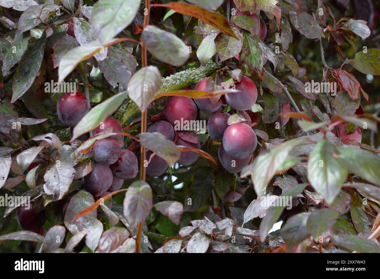 Obst am Baum. Zwetschge bzw Zwetschgen, auch Pflaume bzw Pflaumen ...