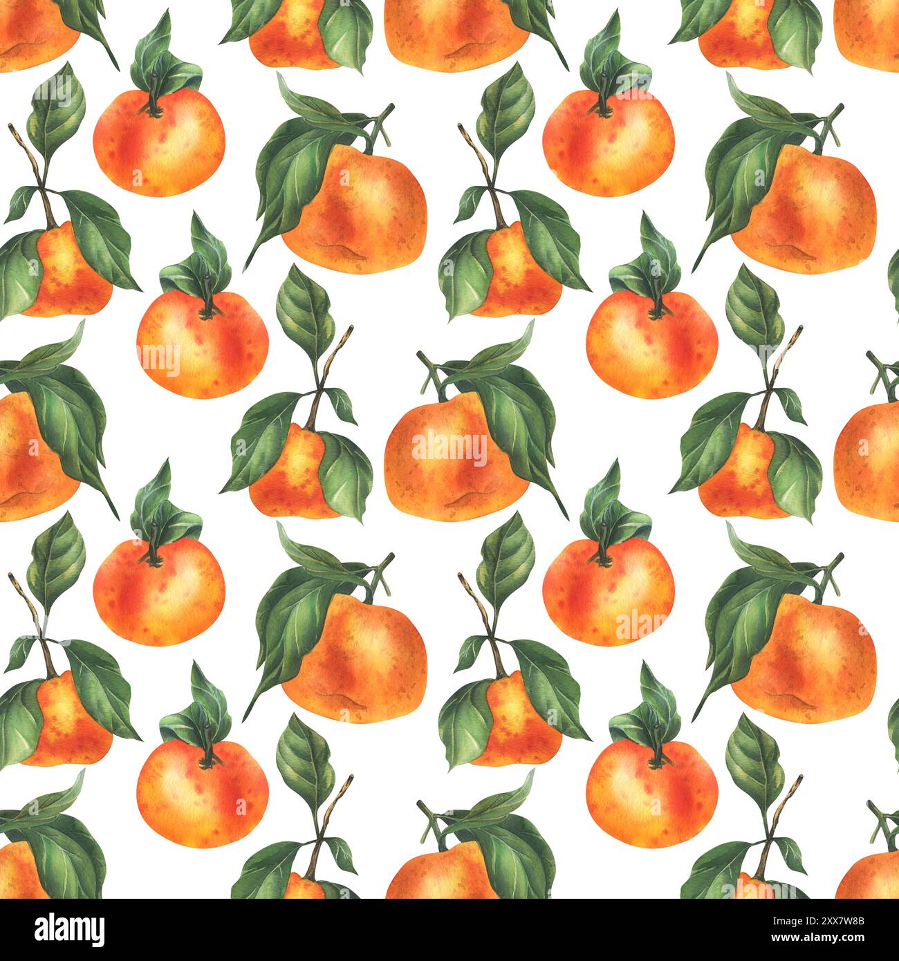 Orange tangerines with green branch and leaves, citrus tropical fruit. Watercolor illustration ...