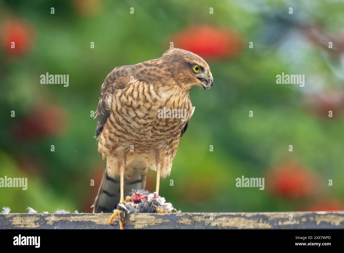 Female sparrow hawk feeding on her caught prey Stock Photo - Alamy