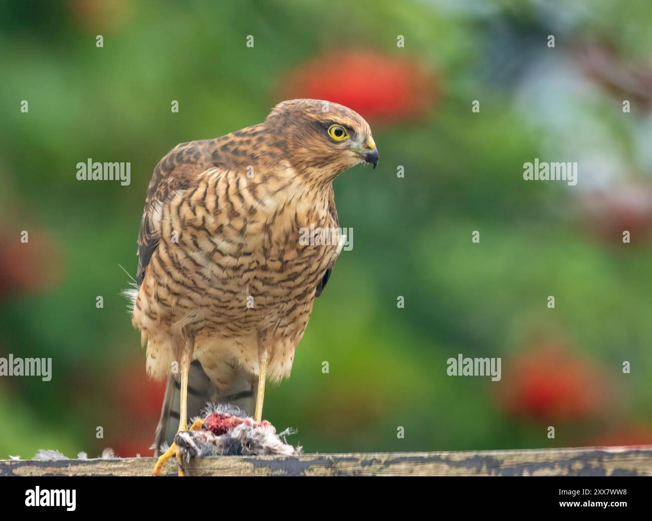 Female sparrow hawk feeding on her caught prey Stock Photo - Alamy