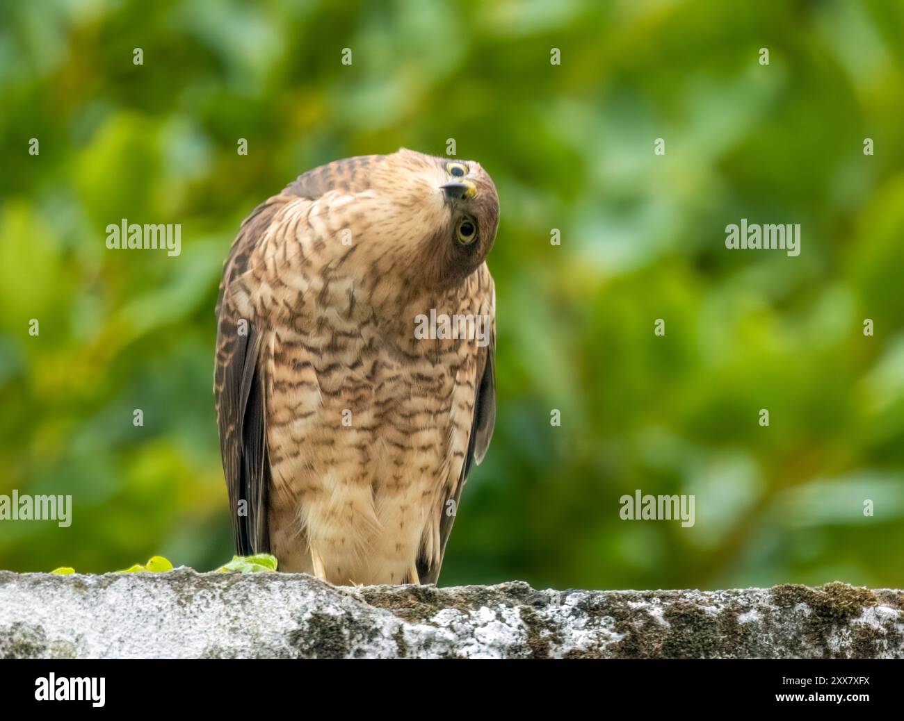 A female sparrow hawk hi-res stock photography and images - Alamy