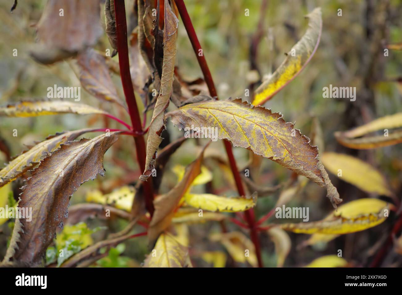 Plant, leaves and dry in nature outdoor with wilted petals for ...