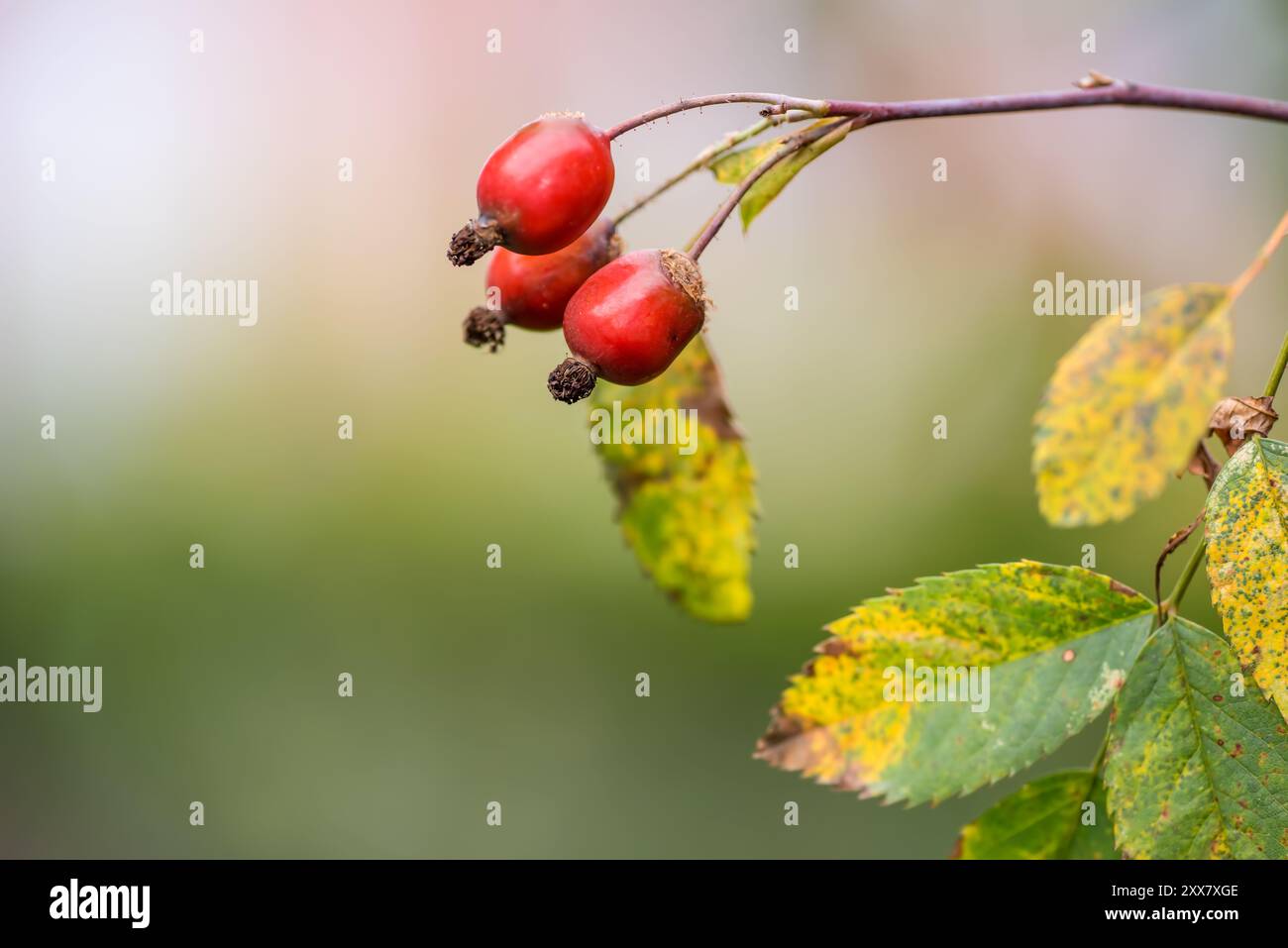 Rosehip, fruit and berry in nature outdoor for health benefits, vitamin ...