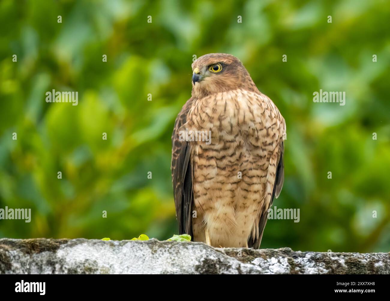 Female sparrow hi-res stock photography and images - Alamy