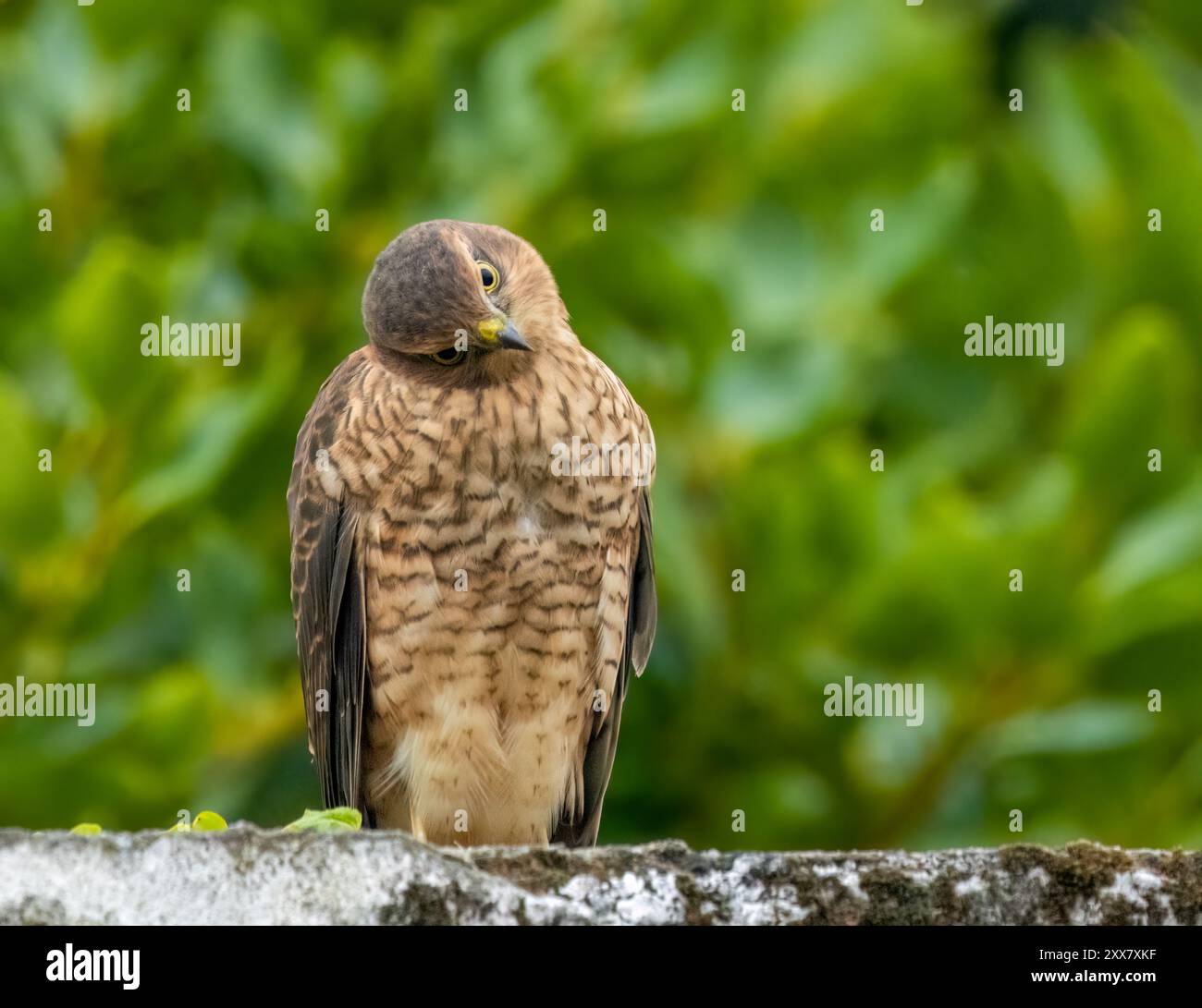 Female sparrow hawk standing hi-res stock photography and images - Alamy