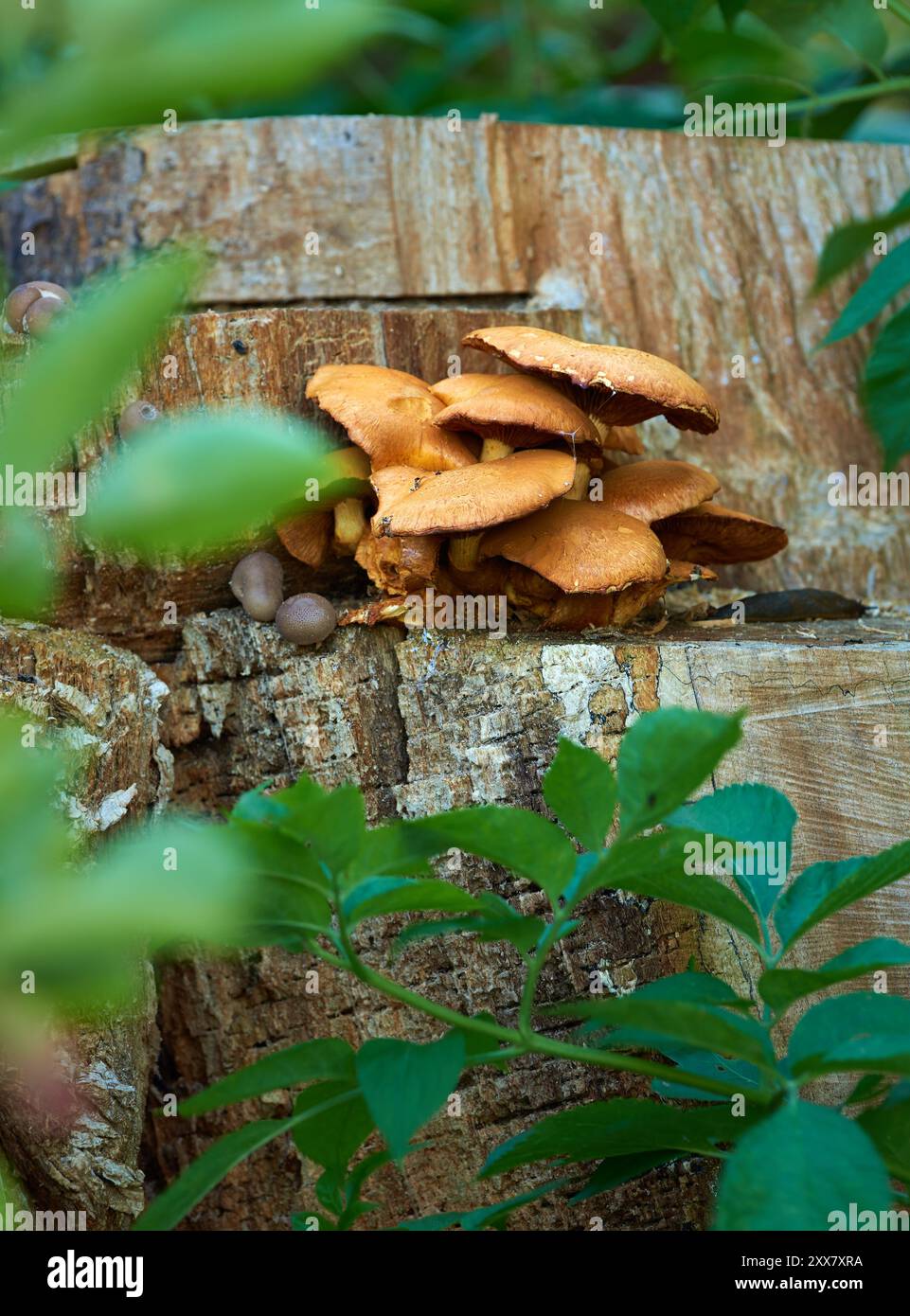 Armillaria tabescens, fungi and mushroom on tree outdoor for root ...