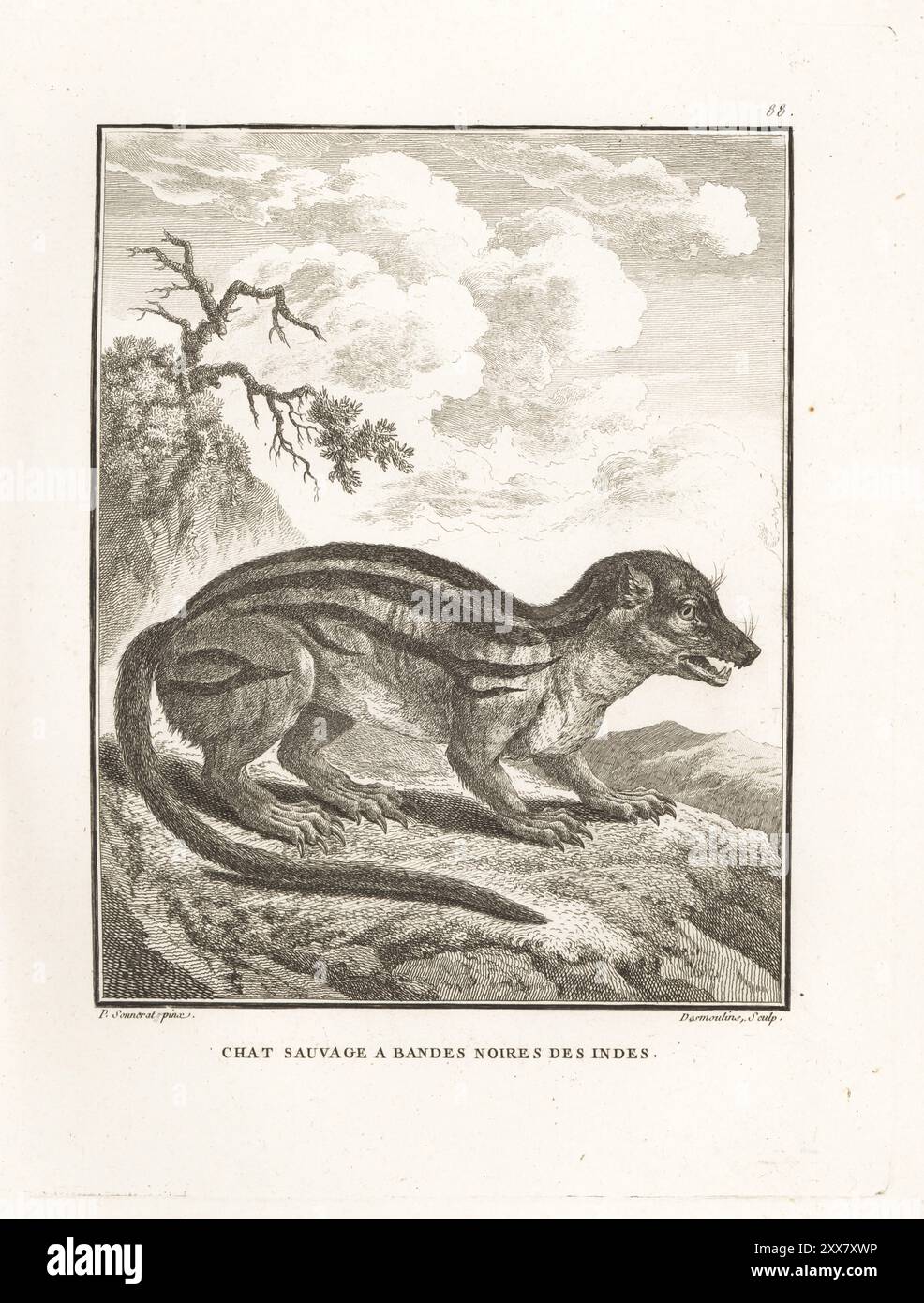 Vontsira hi-res stock photography and images - Alamy