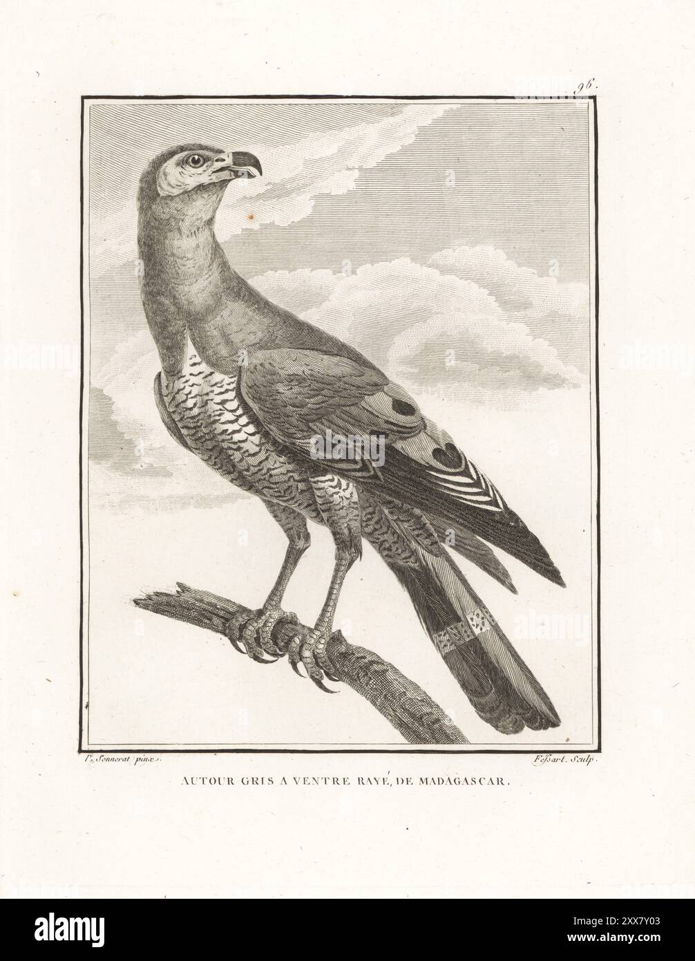 Madagascar harrier-hawk, Polyboroides radiatus. Autour gris a ventre ...