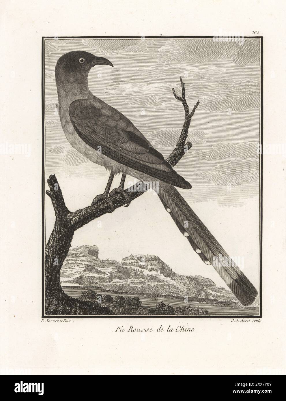 Coracias vagabunda hi-res stock photography and images - Alamy