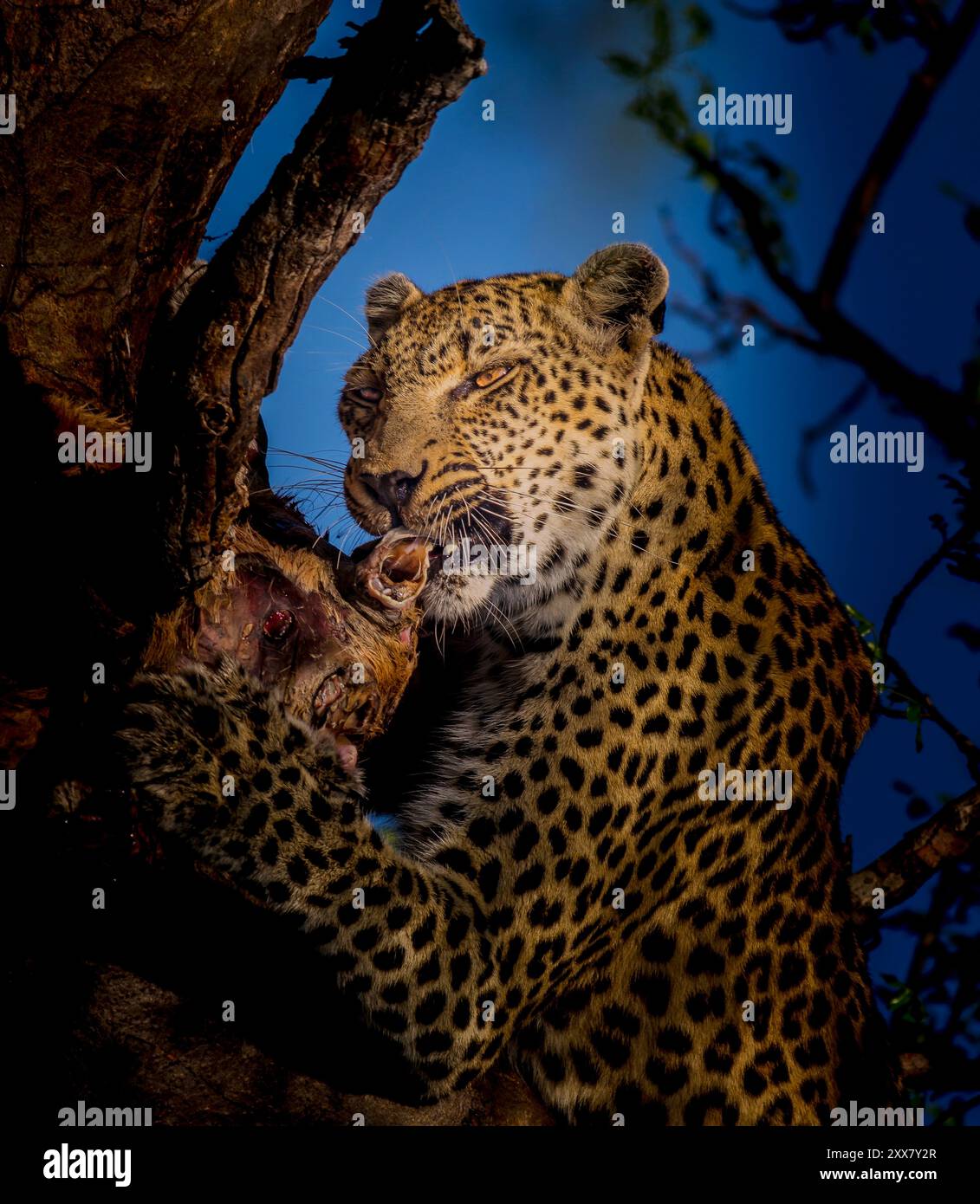 A Leopard in a tree eating an antelope Stock Photo - Alamy