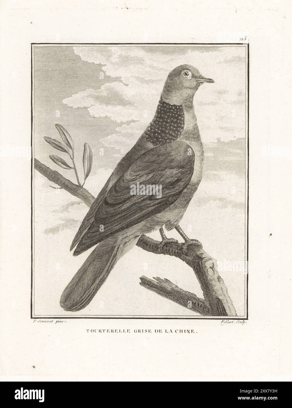 Spotted dove or eastern spotted dove, Spilopelia chinensis. Turtur ...
