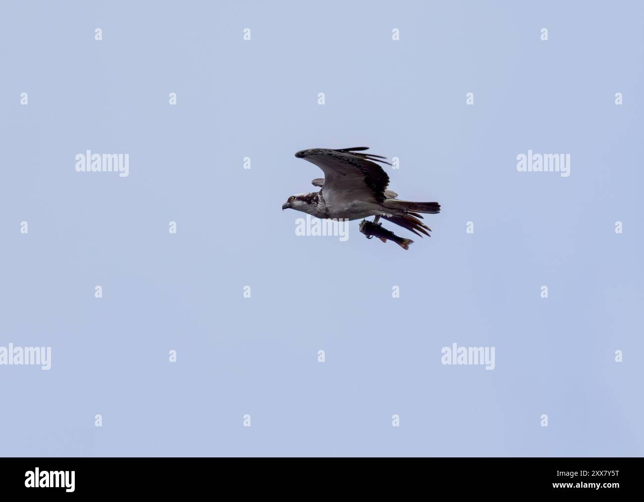 Osprey in carrying fish hi-res stock photography and images - Alamy