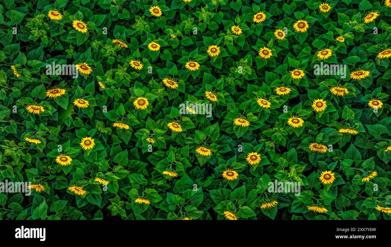 Bird's eye view of a sunflower field in South Limburg ANP / Hollandse ...