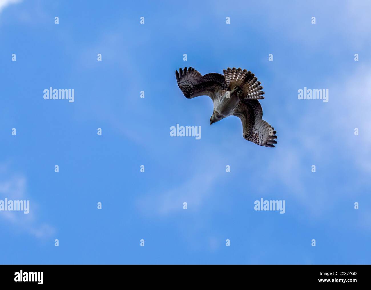 Spread in the sky hi-res stock photography and images - Alamy