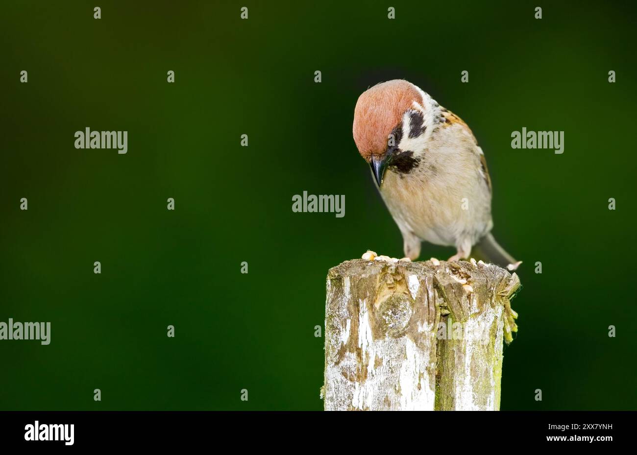 Ecosystem, nature and wildlife with bird on tree stump in natural ...