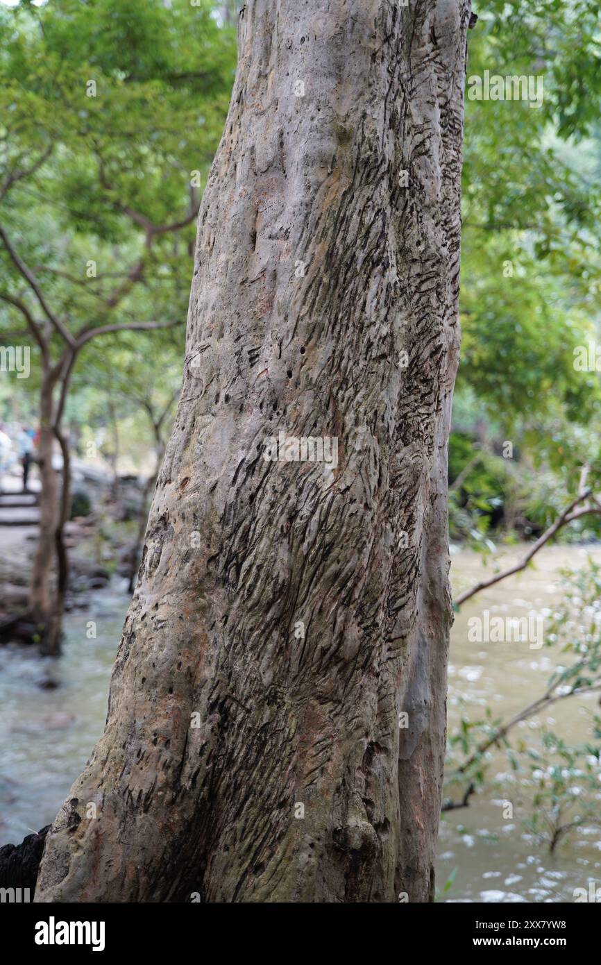 Claw marks of sloth bear, left while climbing a Terminalia arjuna tree ...